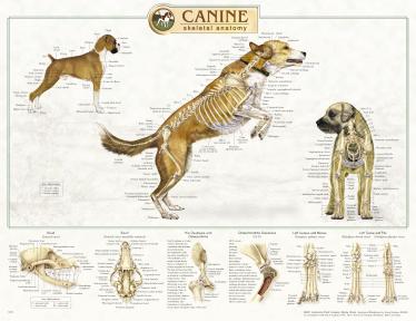 Dog Anatomy Hair