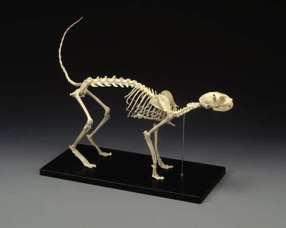 Cat Skeleton Complete Anatomical Feline Cat Skeleton Complete Anatomical Feline