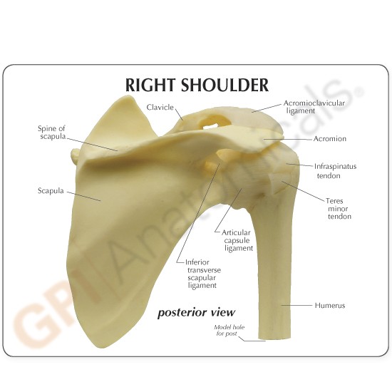 Shoulder Anatomical Model Basic Unmuscled
