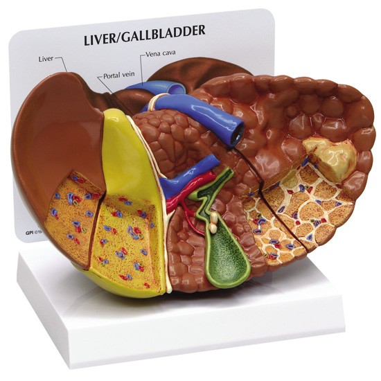 Liver Anatomical Model Normal and Pathologies